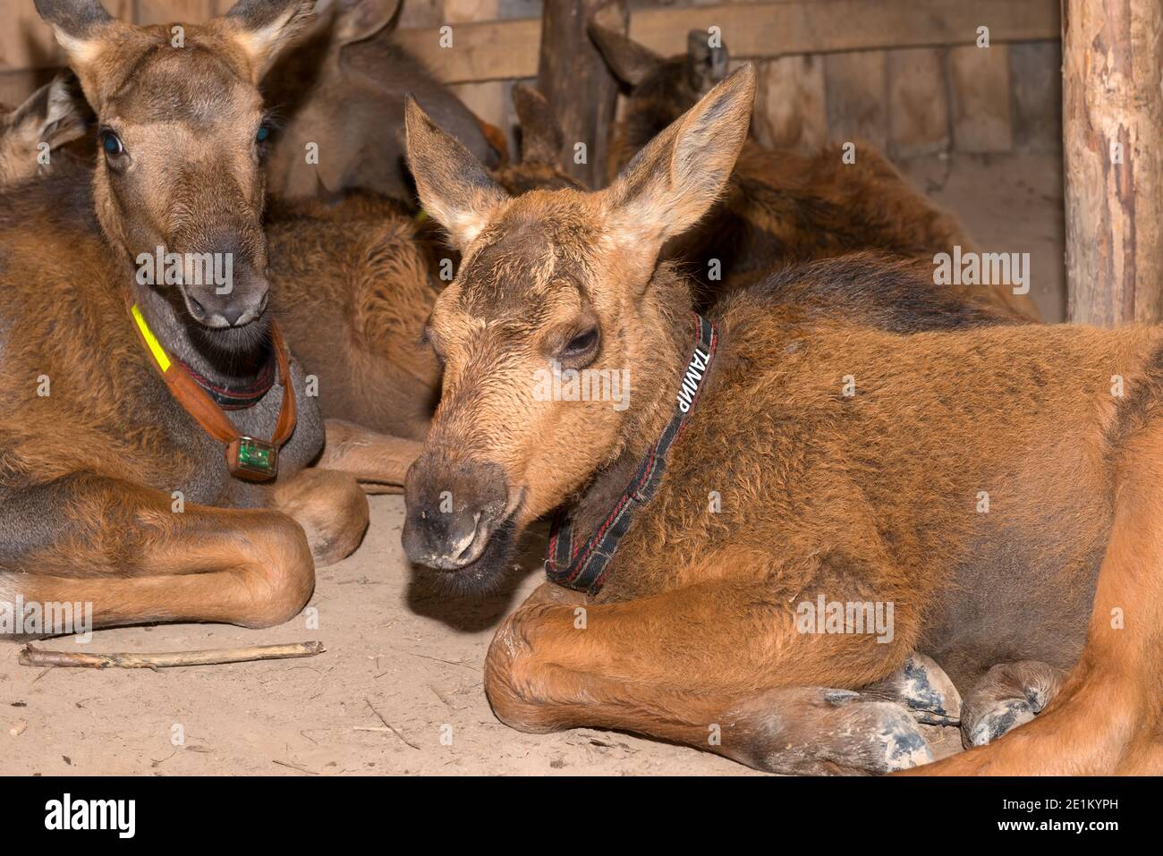 Little young moose resting in a paddock on a farm after a walk Stock ...