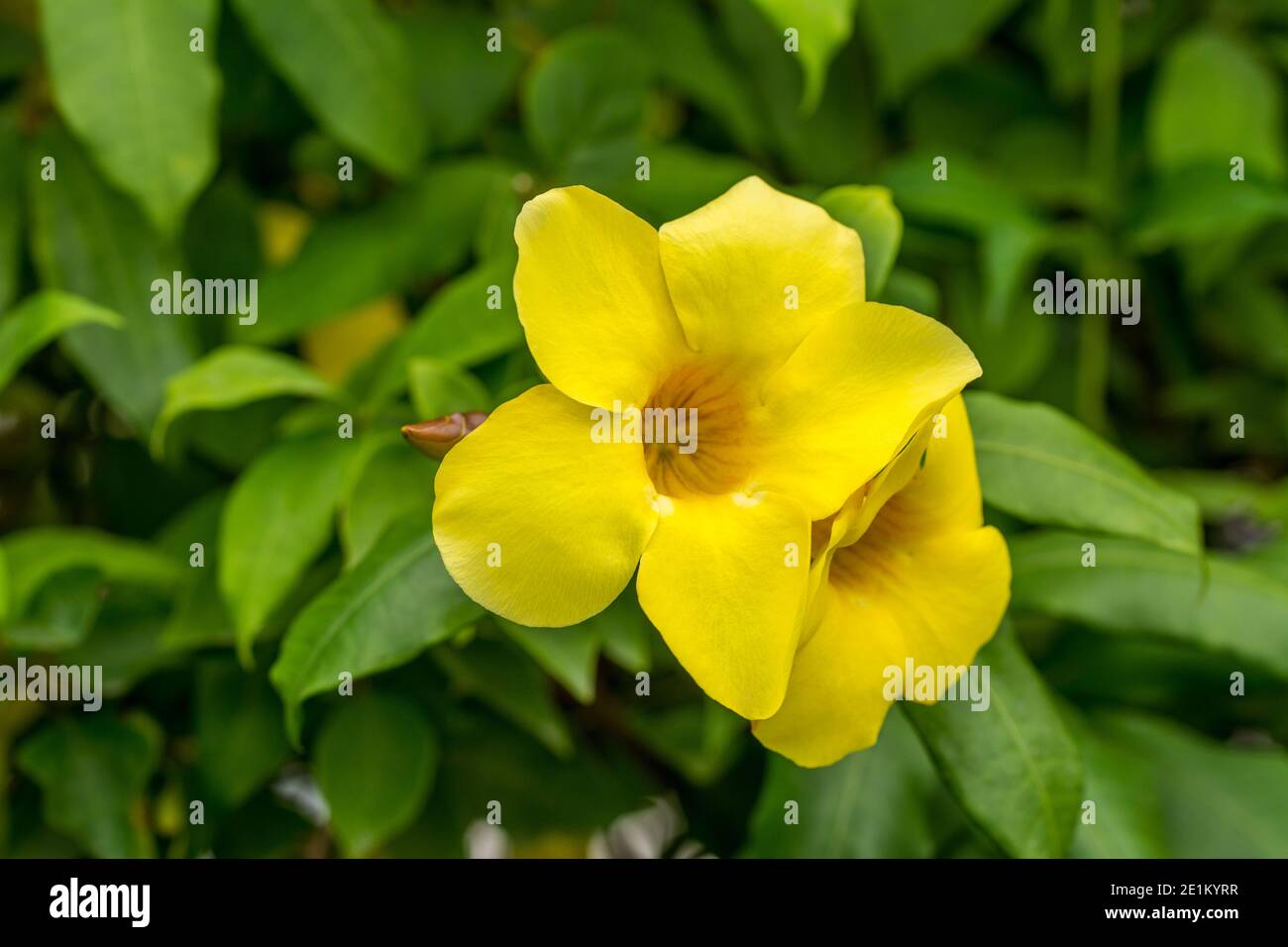 A couple of Allamanda cathartica, also called golden trumpet flower, a ...