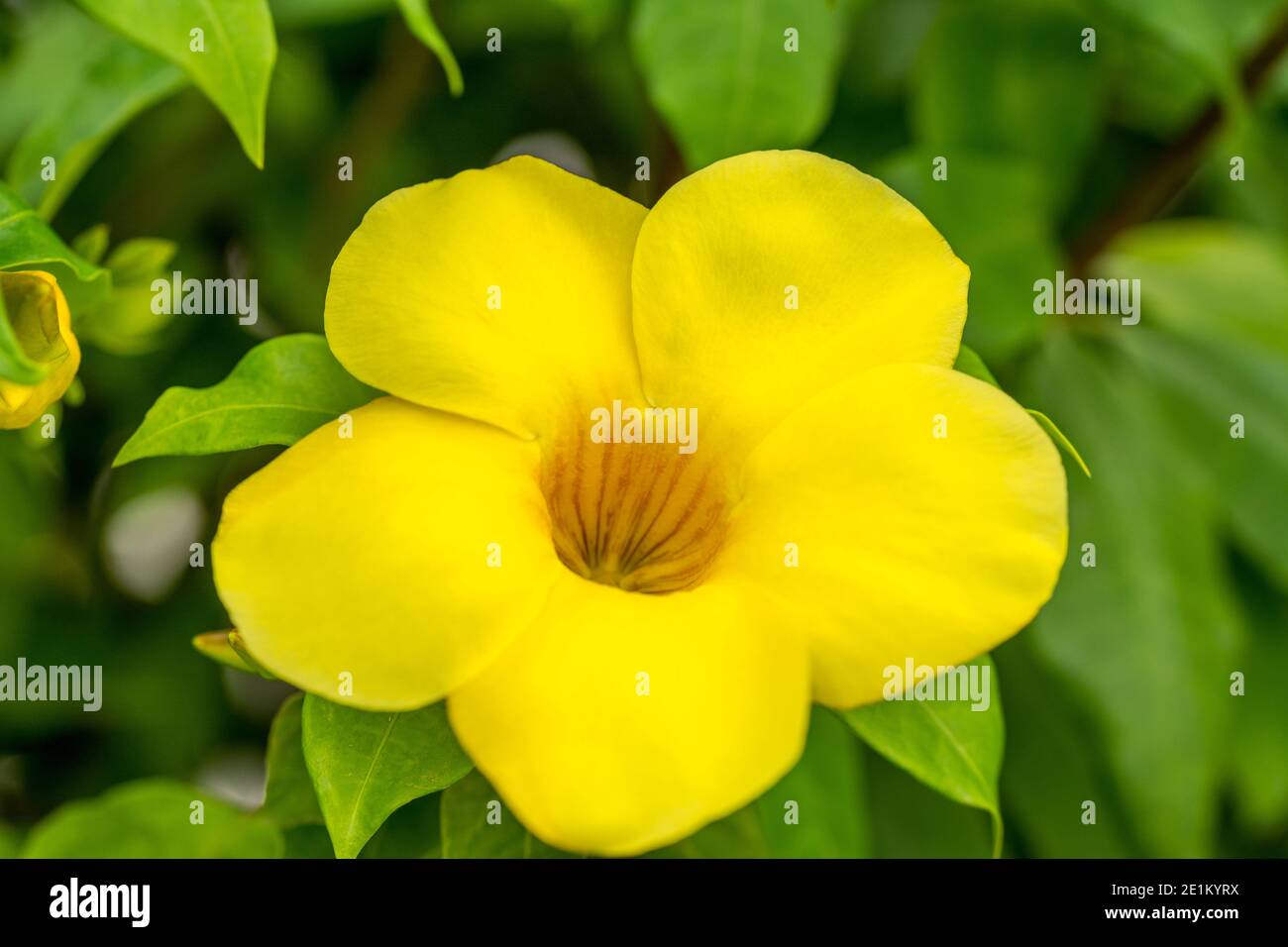 yellow flower of Allamanda cathartica, also called golden trumpet ...