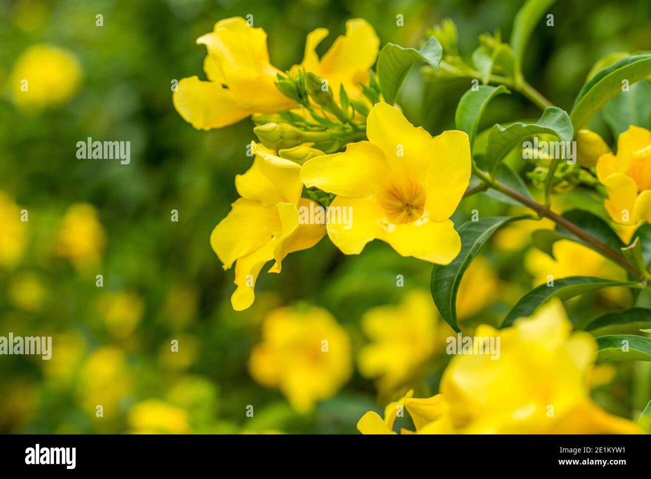 A group of Allamanda cathartica, also called golden trumpet flower, a ...