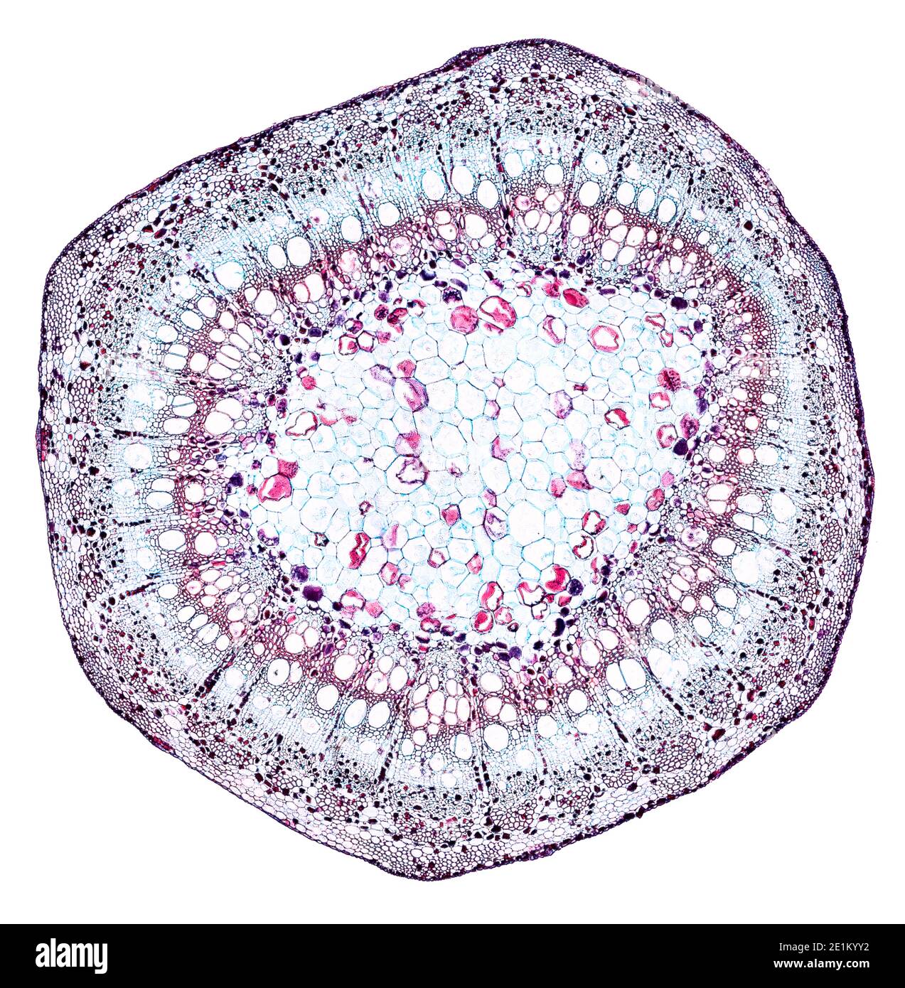 cross section cut under the microscope – microscopic view of plant ...