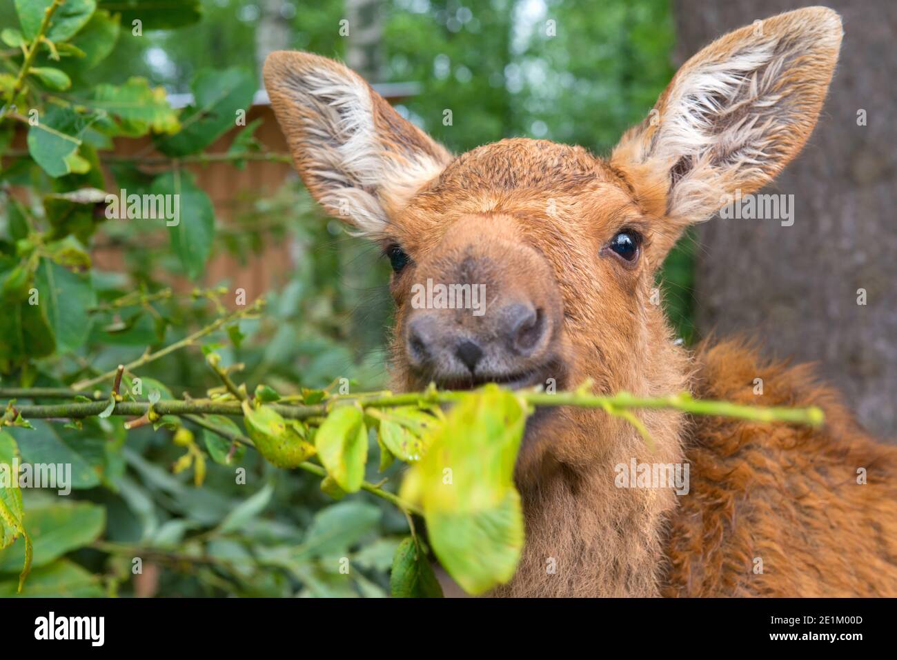 Little young moose eats leaves from a bush in the forest on a rainy ...