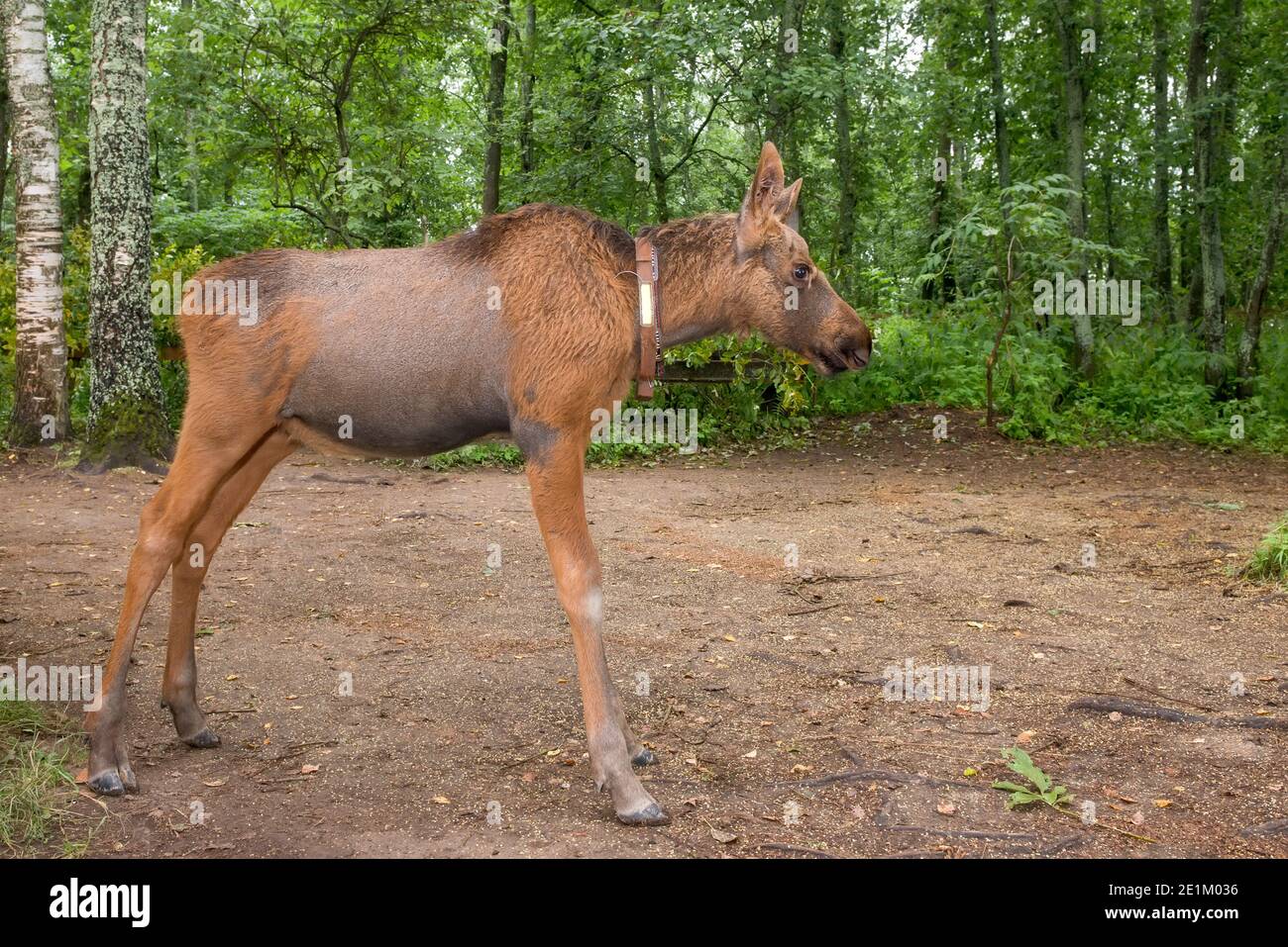 Little young moose walking in the forest on a rainy summer day Stock ...