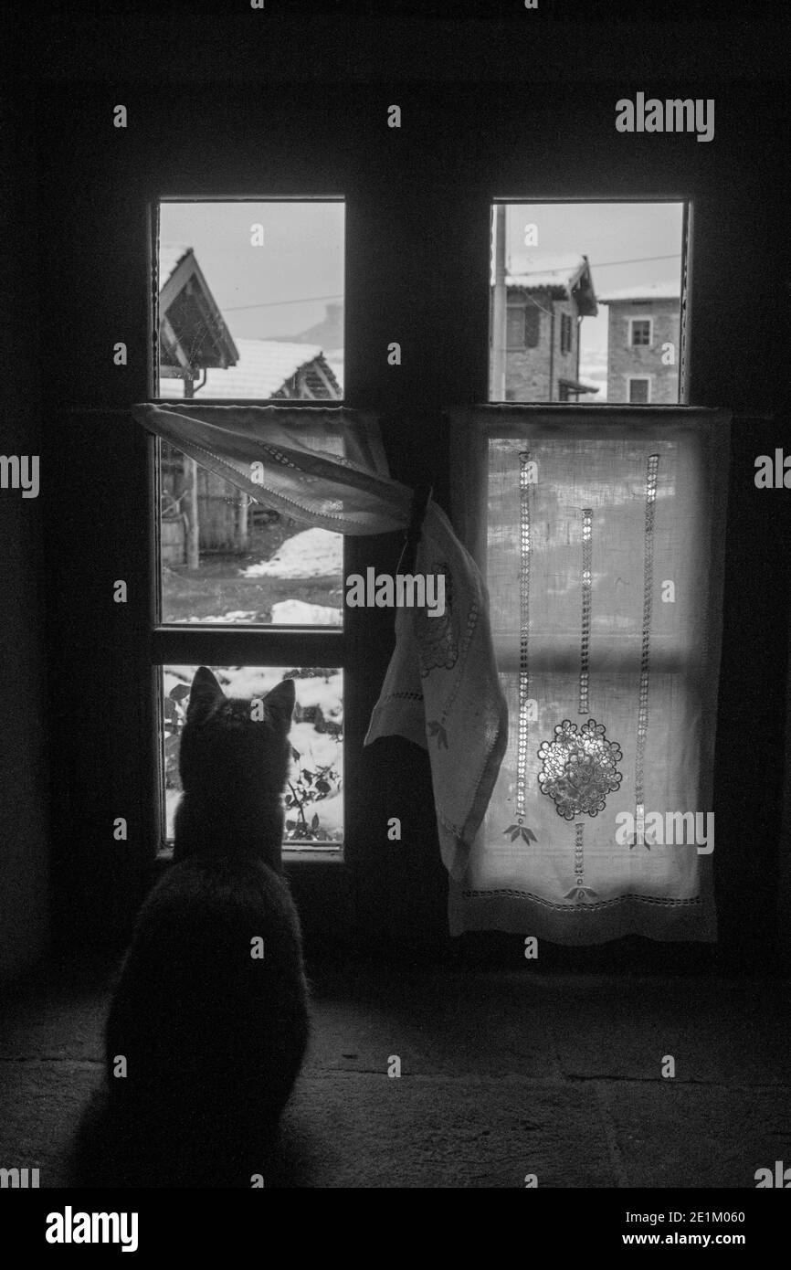 Cat behind a window Stock Photo - Alamy