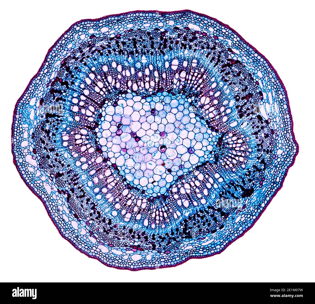 cross section cut under the microscope – microscopic view of plant ...