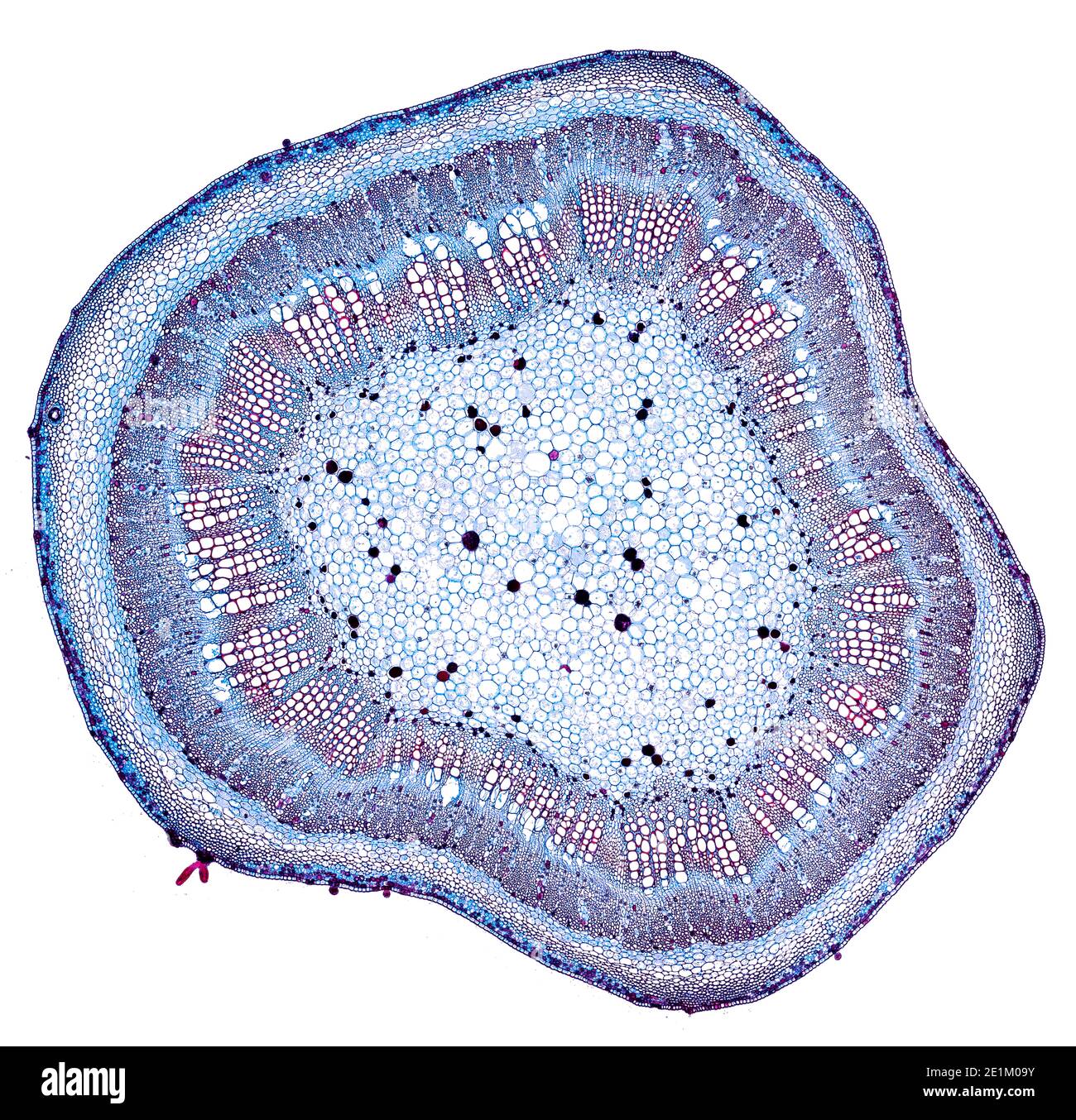 cross section cut under the microscope – microscopic view of plant ...