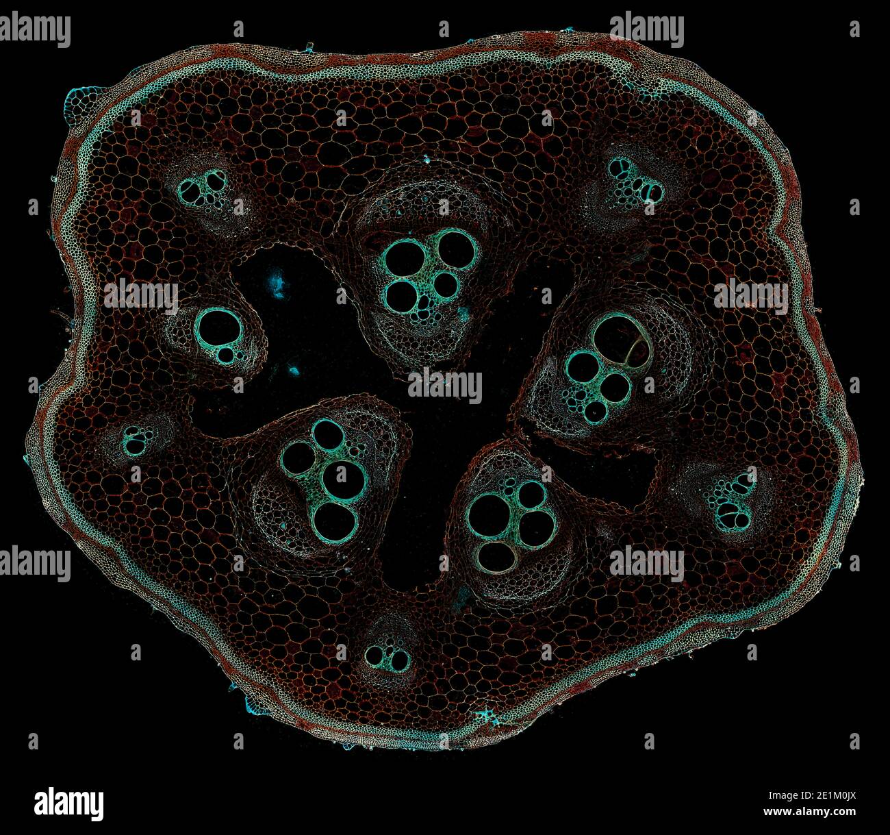 cross section cut under the microscope – microscopic view of plant ...