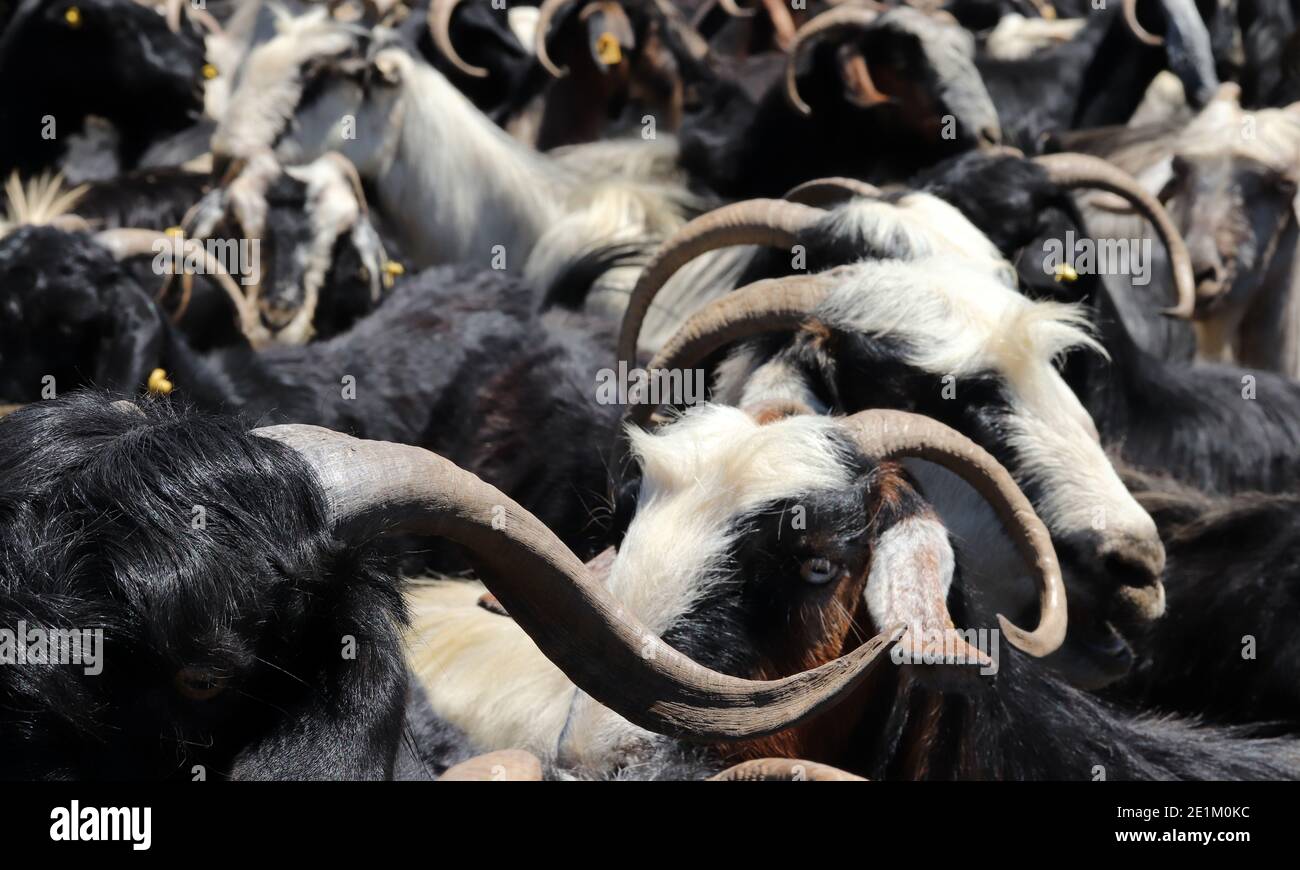 Group goats in rural enclosure hi-res stock photography and images - Alamy
