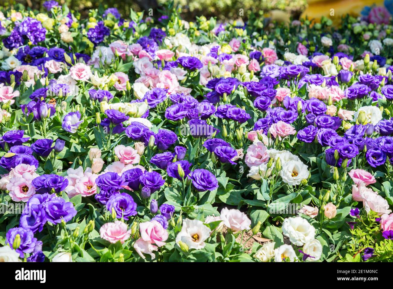 Lisianthus flowers are blooming in the garden Stock Photo - Alamy