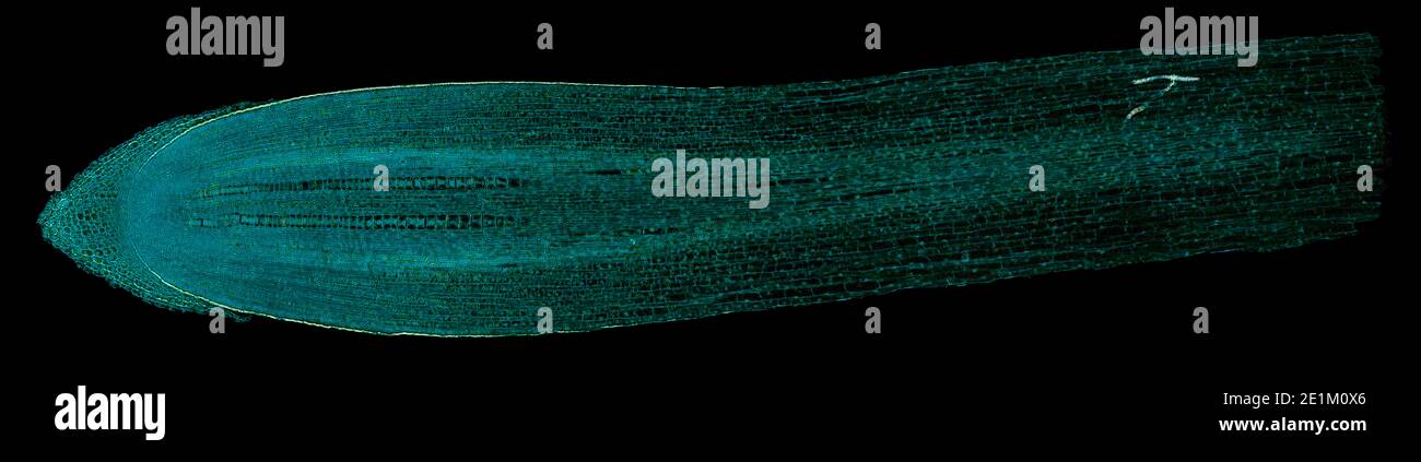 cross section cut under the microscope – microscopic view of plant ...