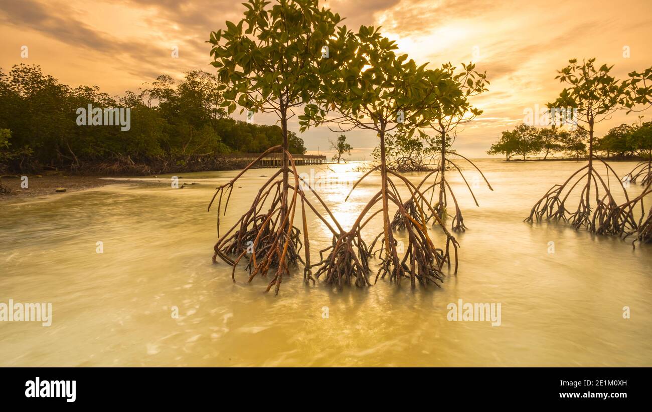 Mangrove tree at Port Dickson beach Stock Photo - Alamy