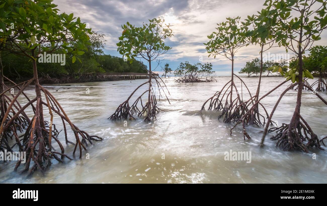 Mangrove tree at Port Dickson beach Stock Photo - Alamy