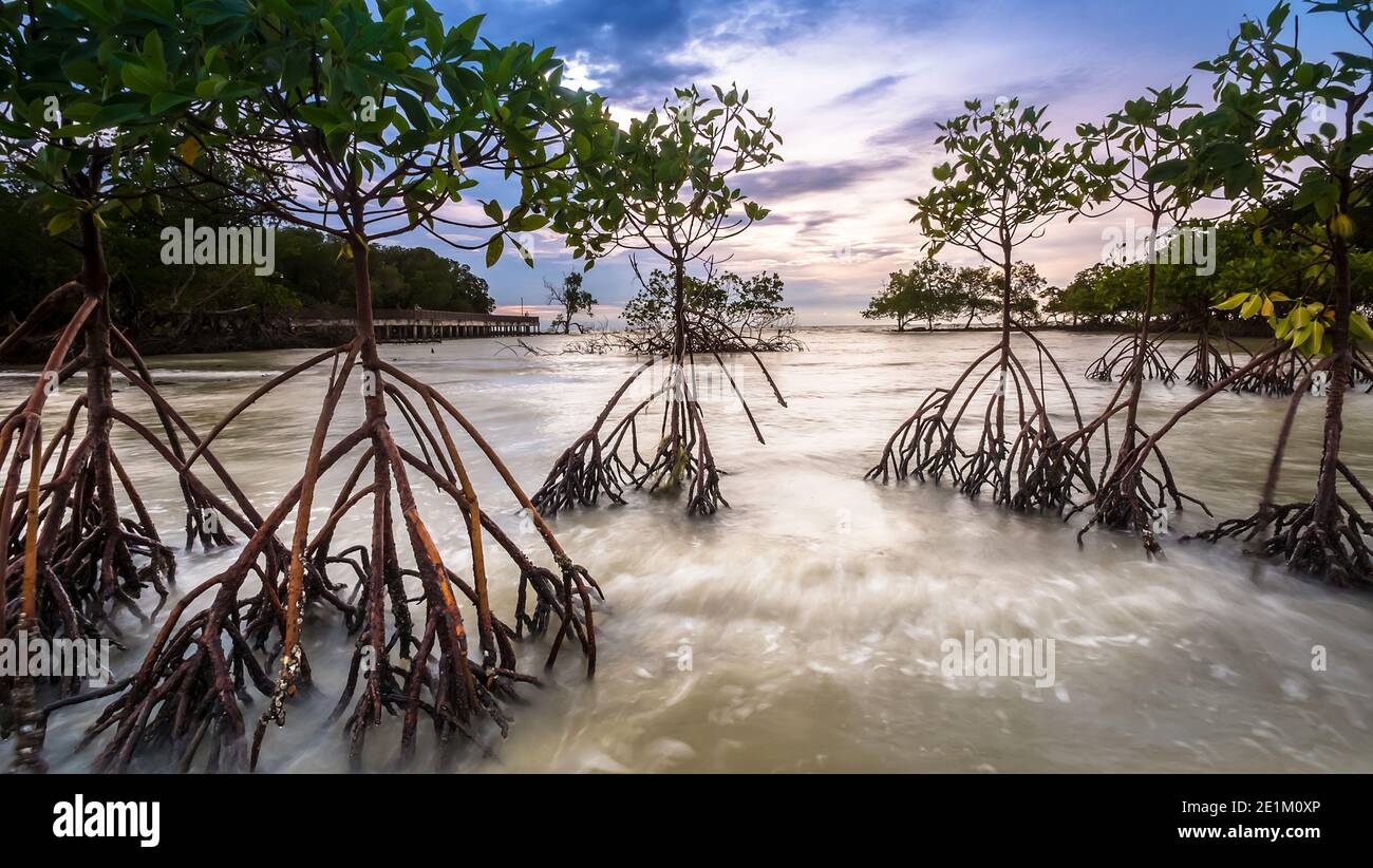 Mangrove tree at Port Dickson beach Stock Photo - Alamy
