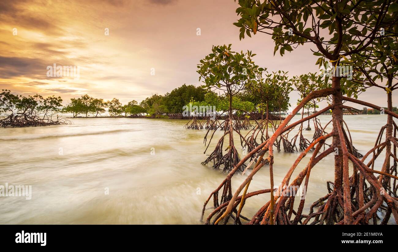 Mangrove tree at Port Dickson beach Stock Photo - Alamy