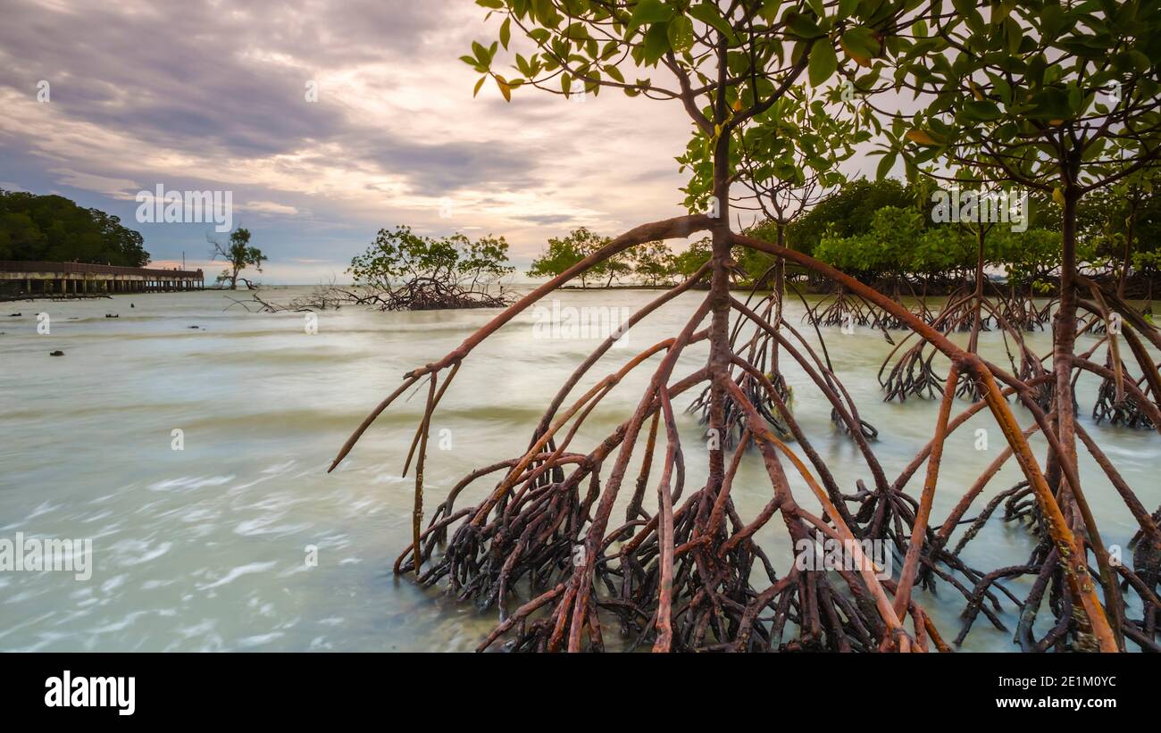 Mangrove tree at Port Dickson beach Stock Photo - Alamy