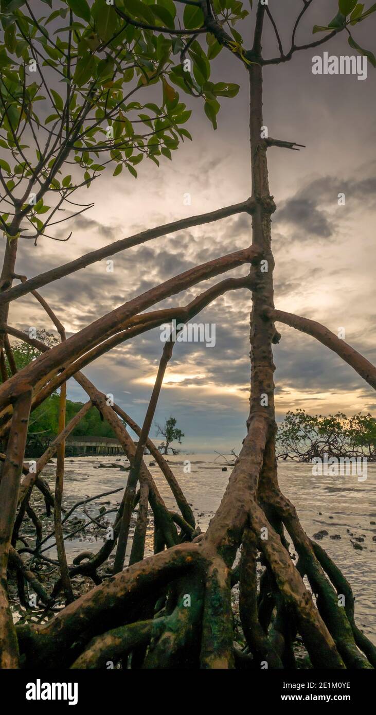 Mangrove tree at Port Dickson beach Stock Photo - Alamy