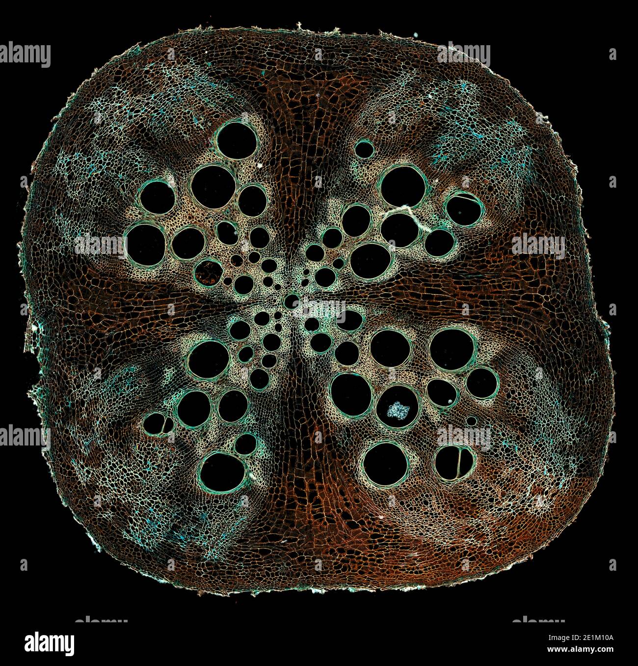 cross section cut under the microscope – microscopic view of plant ...