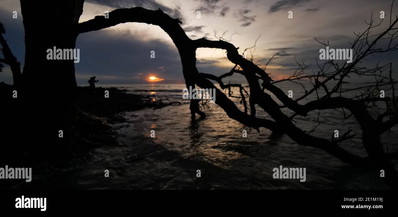 Silloutte of Tree branches Stock Photo - Alamy