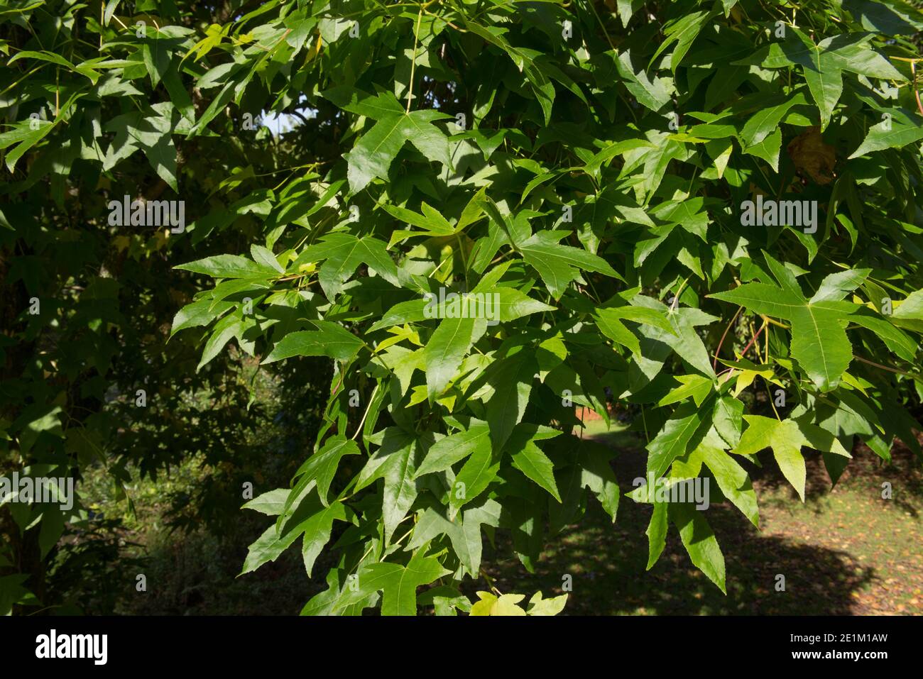 Liquidambar styraciflua lane roberts hi-res stock photography and images - Alamy