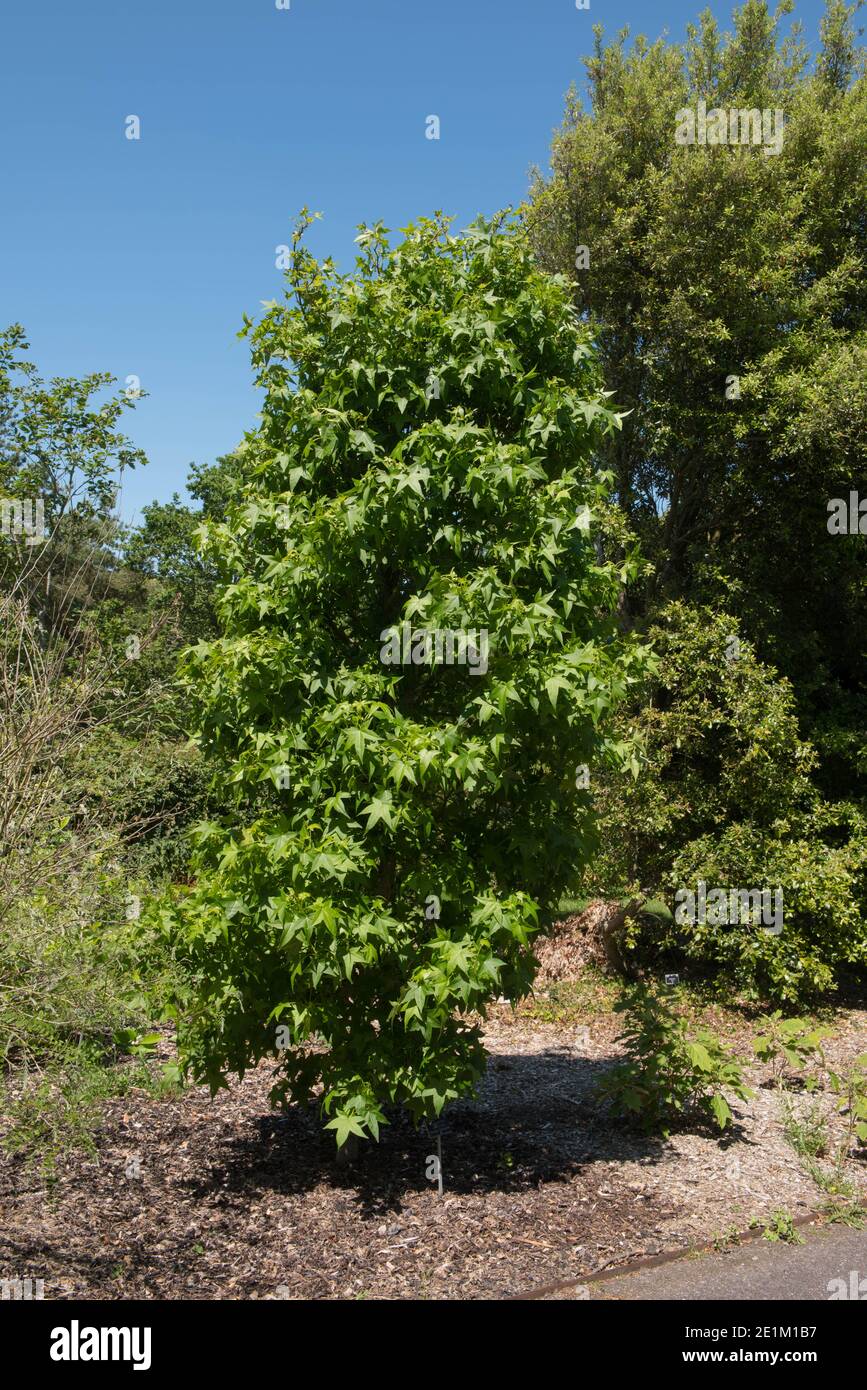 Slender trunk hi-res stock photography and images - Alamy
