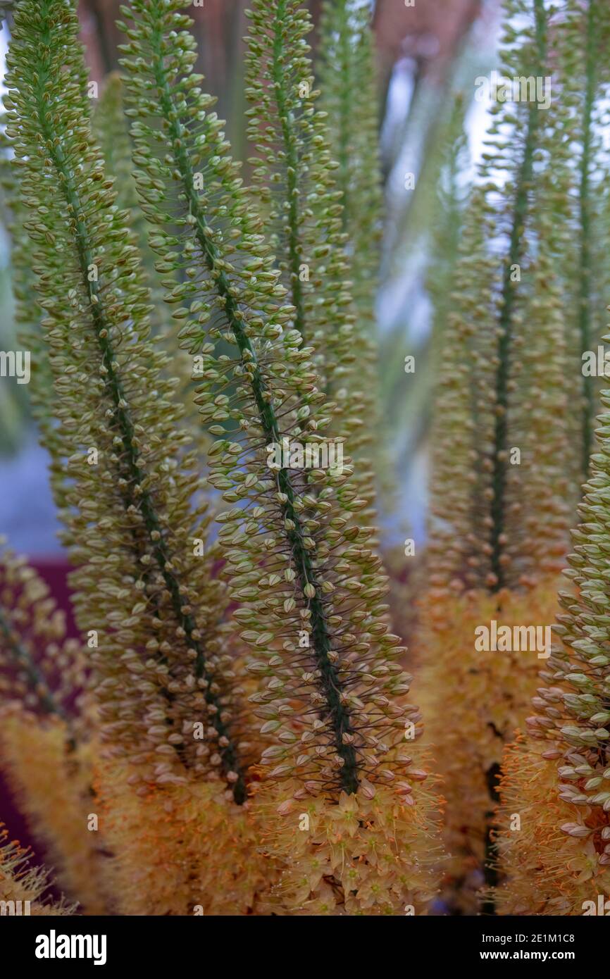 Purple pink planting scheme hi-res stock photography and images - Alamy