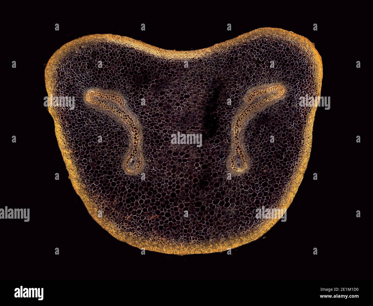 cross section cut under the microscope – microscopic view of plant ...