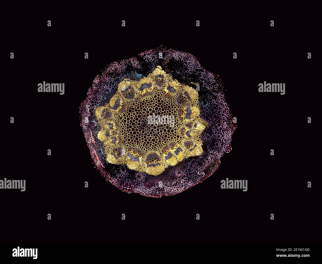 cross section cut under the microscope – microscopic view of plant ...