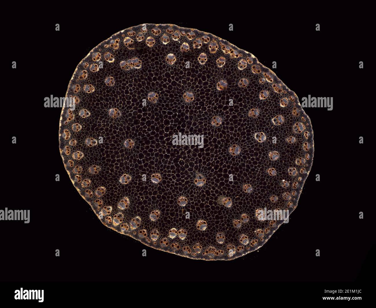 cross section cut under the microscope – microscopic view of plant ...