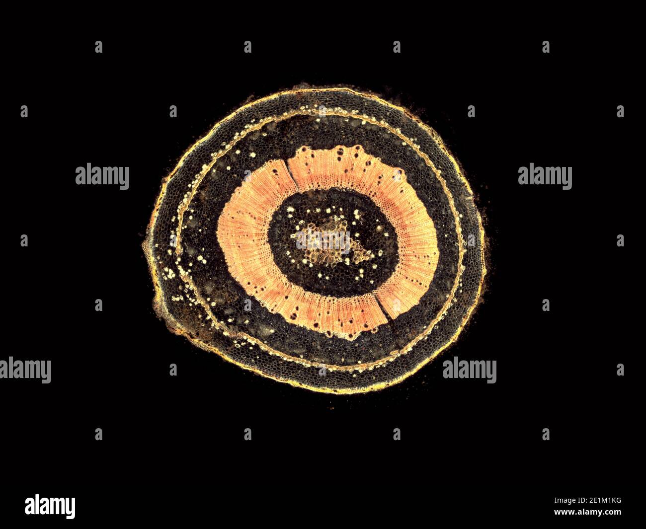 cross section cut under the microscope – microscopic view of plant ...