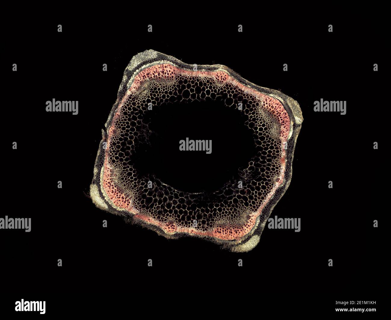 cross section cut under the microscope – microscopic view of plant ...