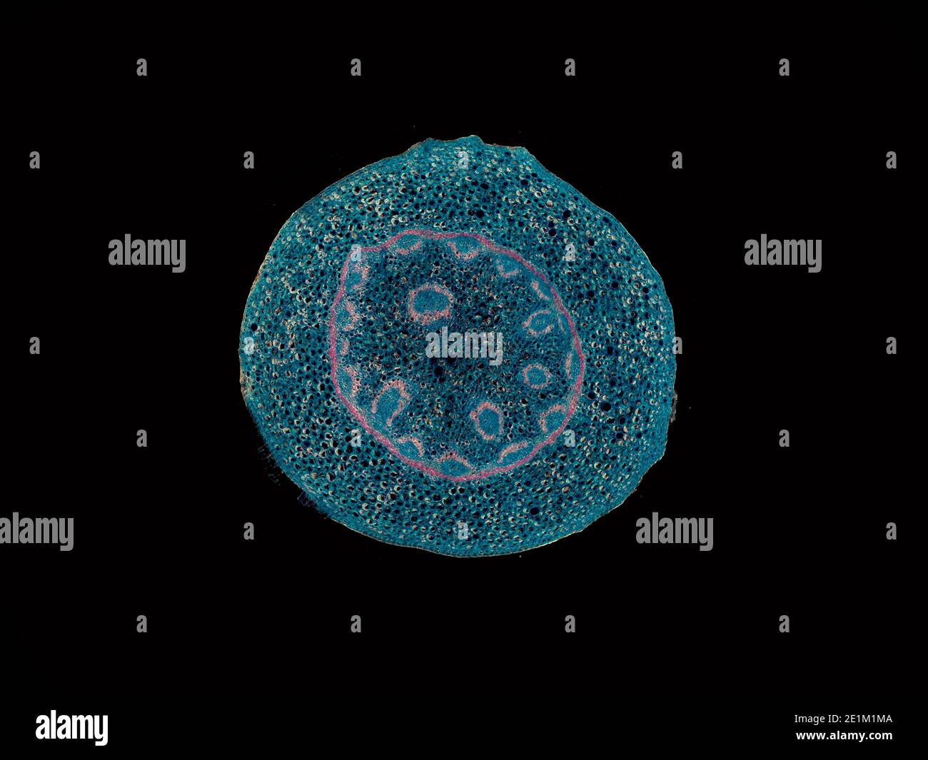 cross section cut under the microscope – microscopic view of plant ...