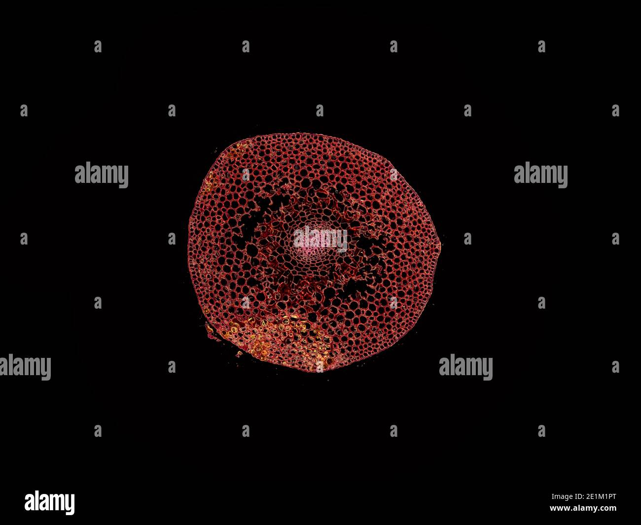 cross section cut under the microscope – microscopic view of plant ...