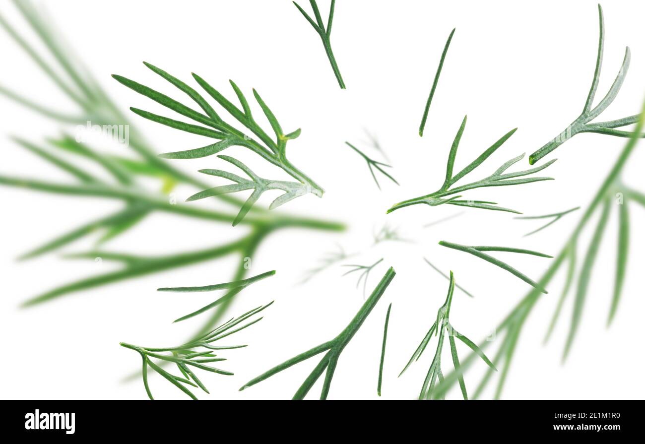 Dill sprigs hi-res stock photography and images - Alamy