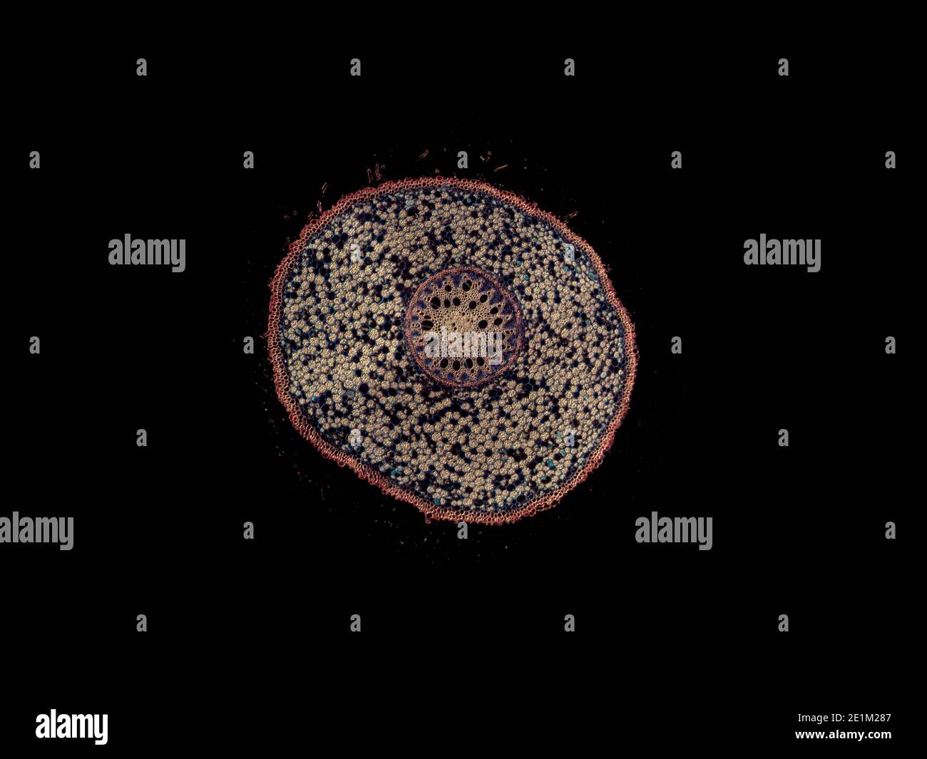 cross section cut under the microscope – microscopic view of plant ...