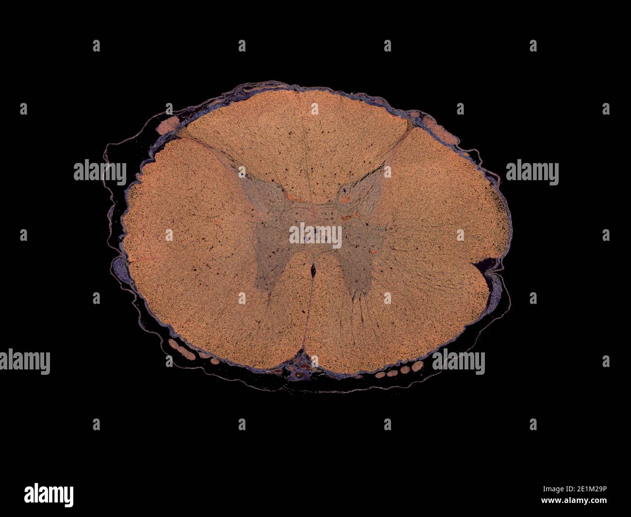 cross section cut of human body cells under a scientific microscope ...