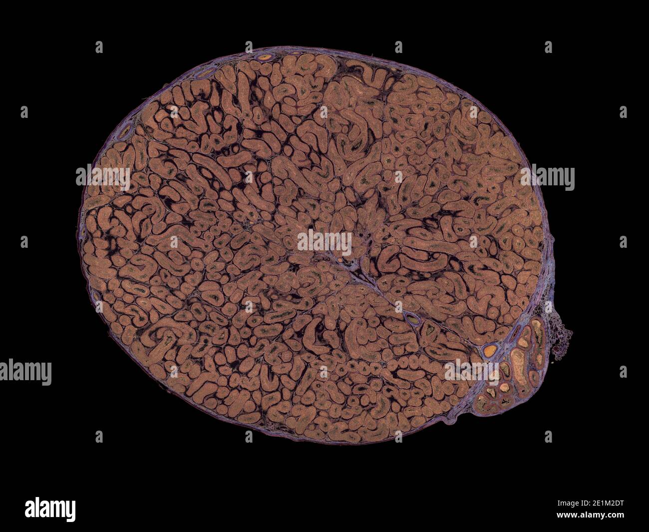 cross section cut of human body cells under a scientific microscope ...