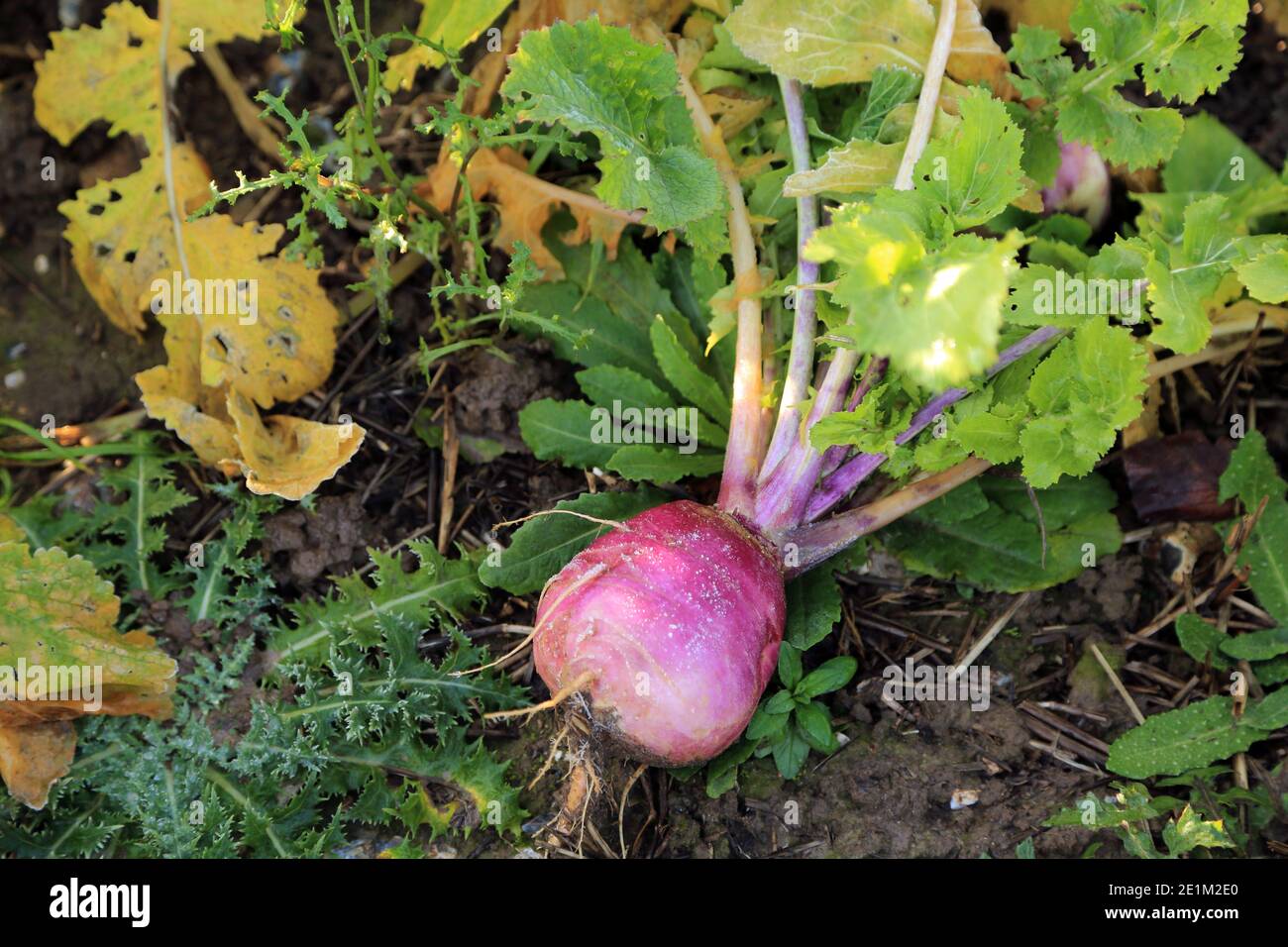 Turnip field hi-res stock photography and images - Alamy