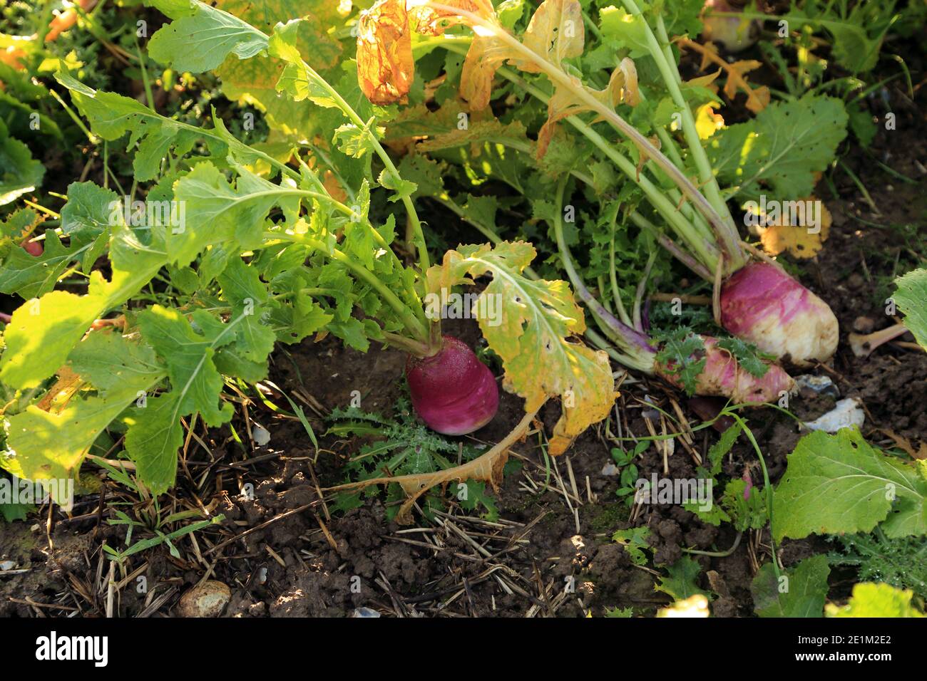 Turnip field hi-res stock photography and images - Alamy