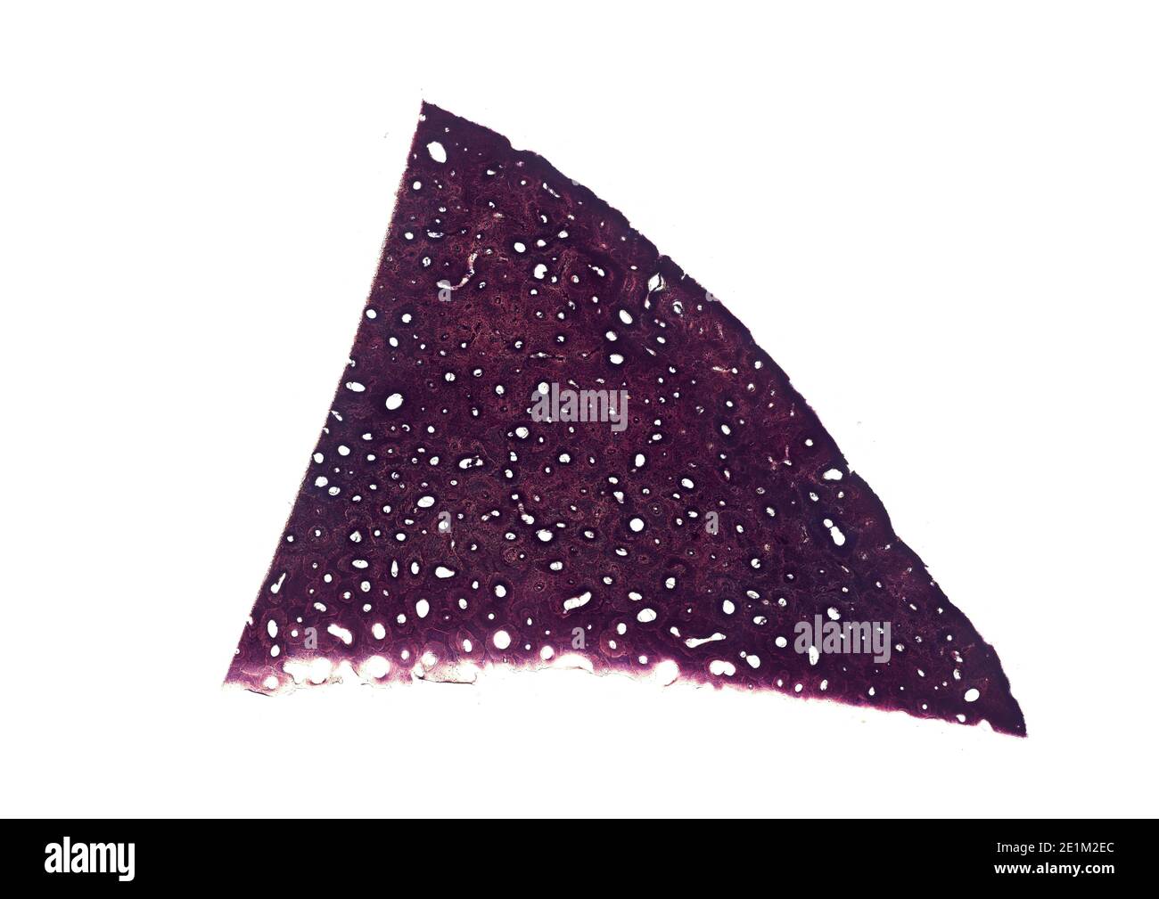 cross section cut of human body cells under a scientific microscope ...