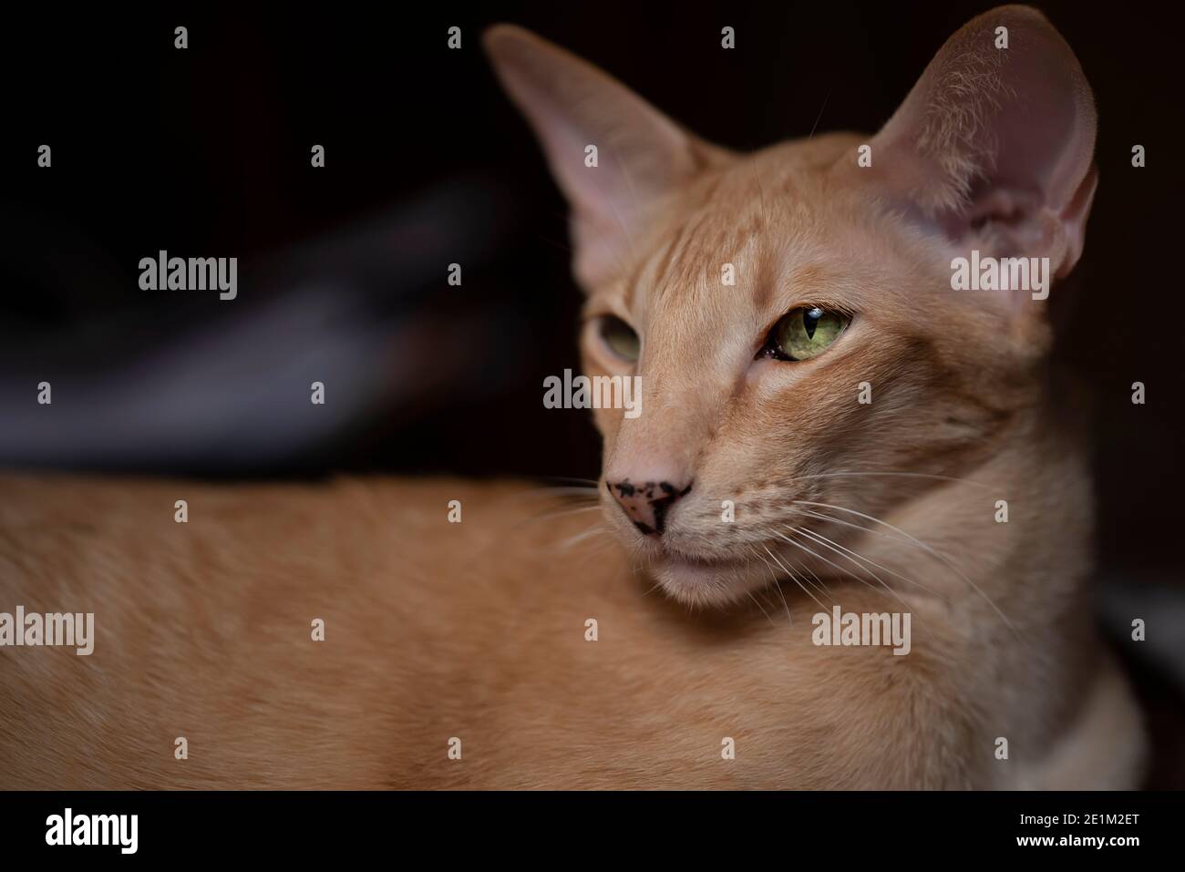 Oriental facial hi-res stock photography and images - Alamy