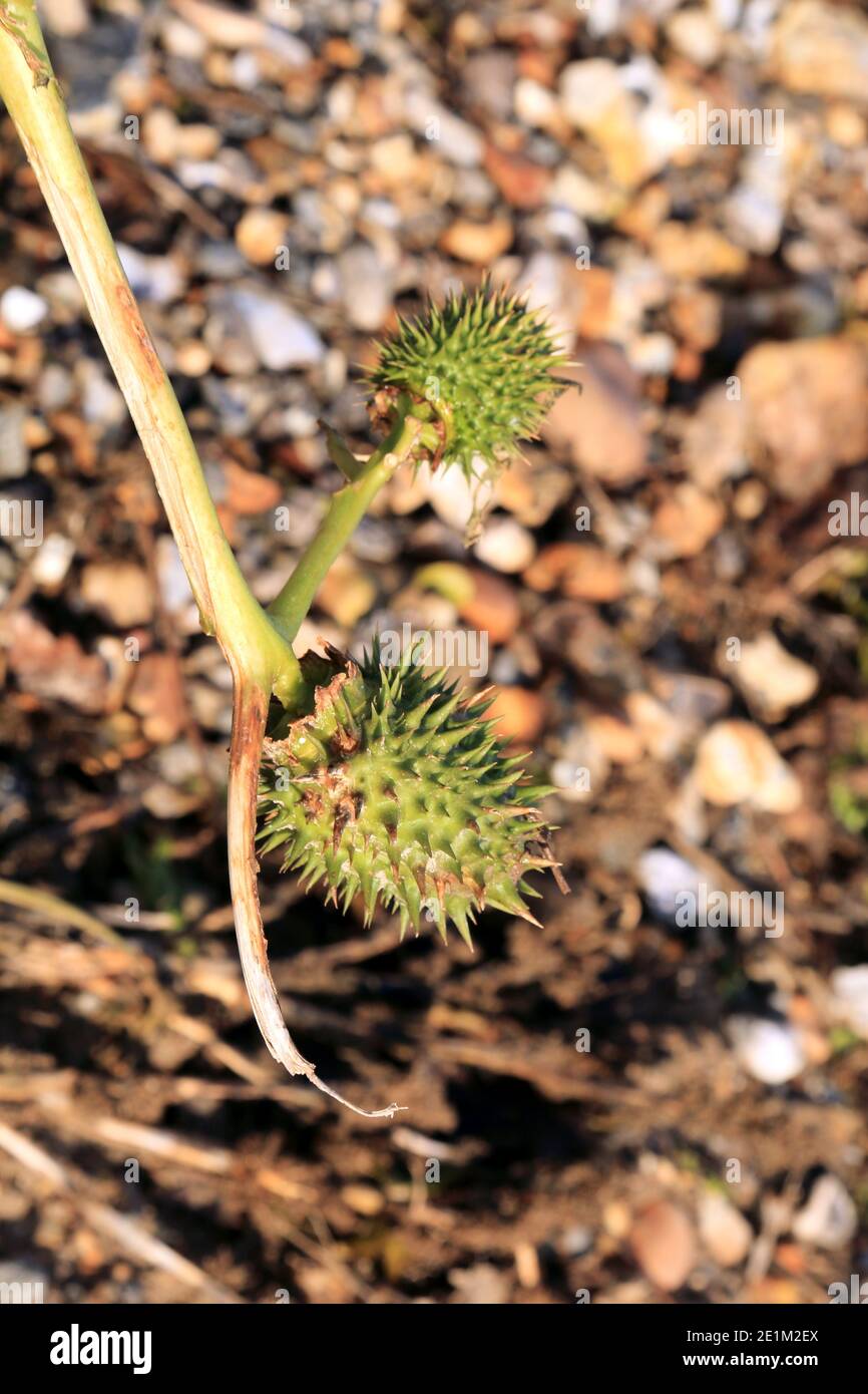 Chestnuts on small chestnut sapling, Challock, Kent, England Stock ...