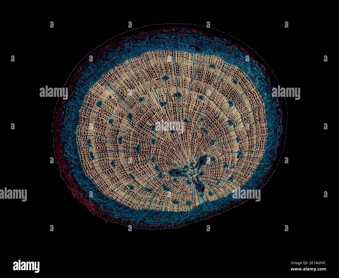 cross section cut under the microscope – microscopic view of plant ...