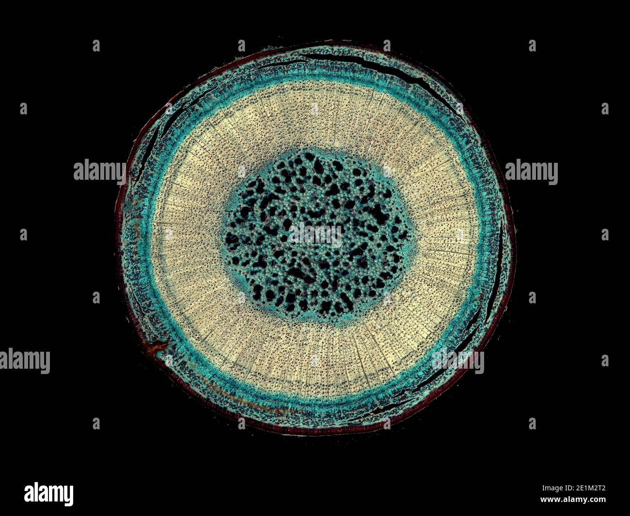 cross section cut under the microscope – microscopic view of plant ...