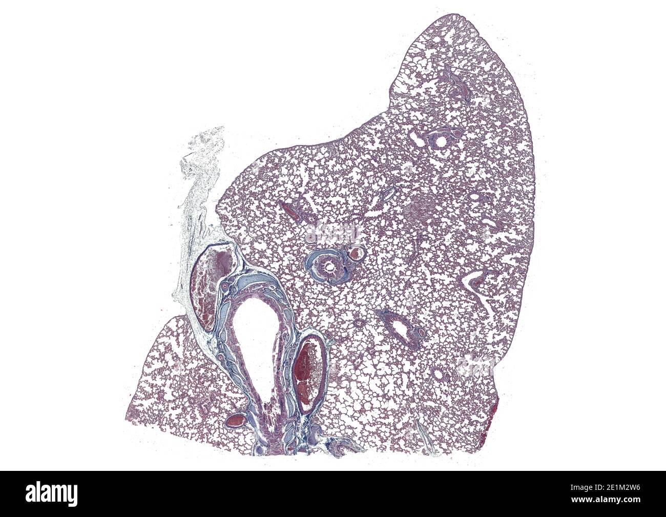 cross section cut of human body cells under a scientific microscope ...
