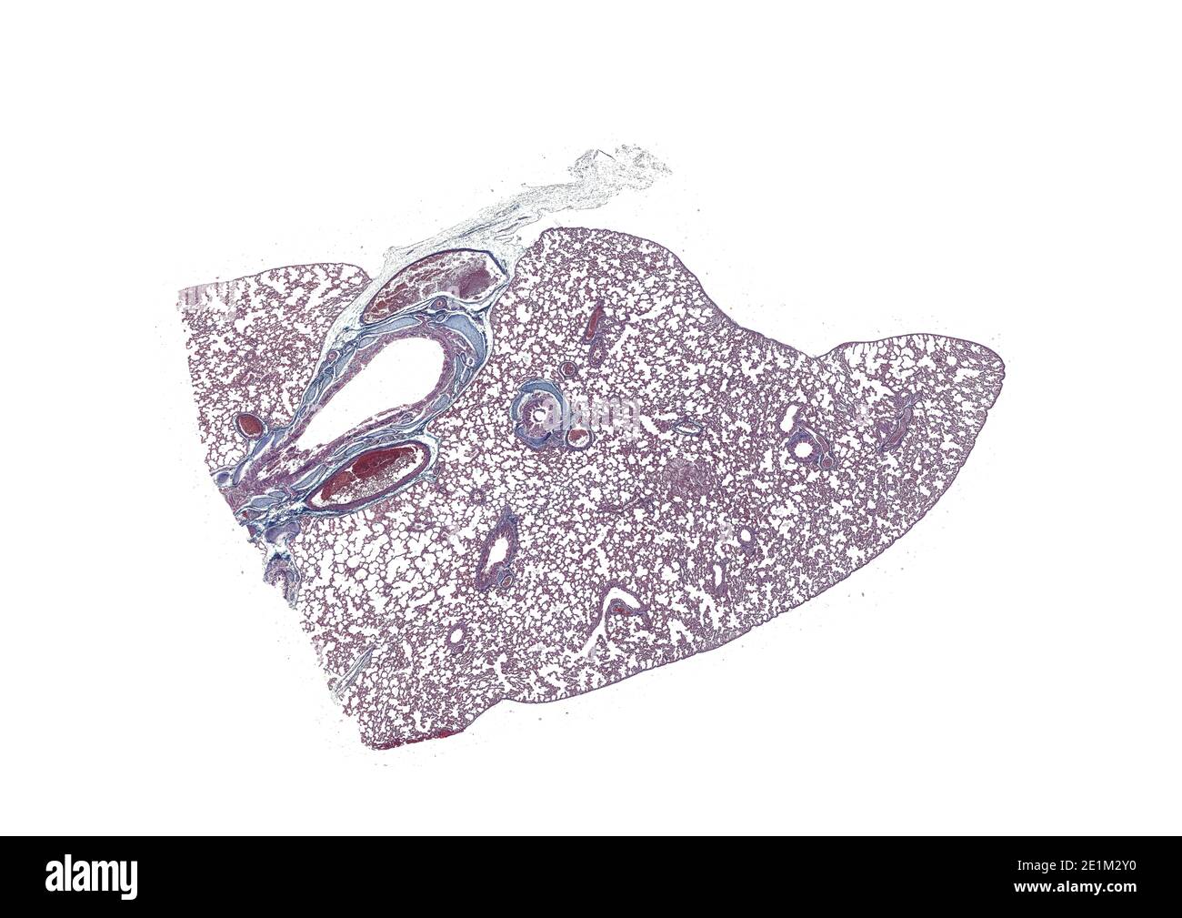 cross section cut of human body cells under a scientific microscope ...