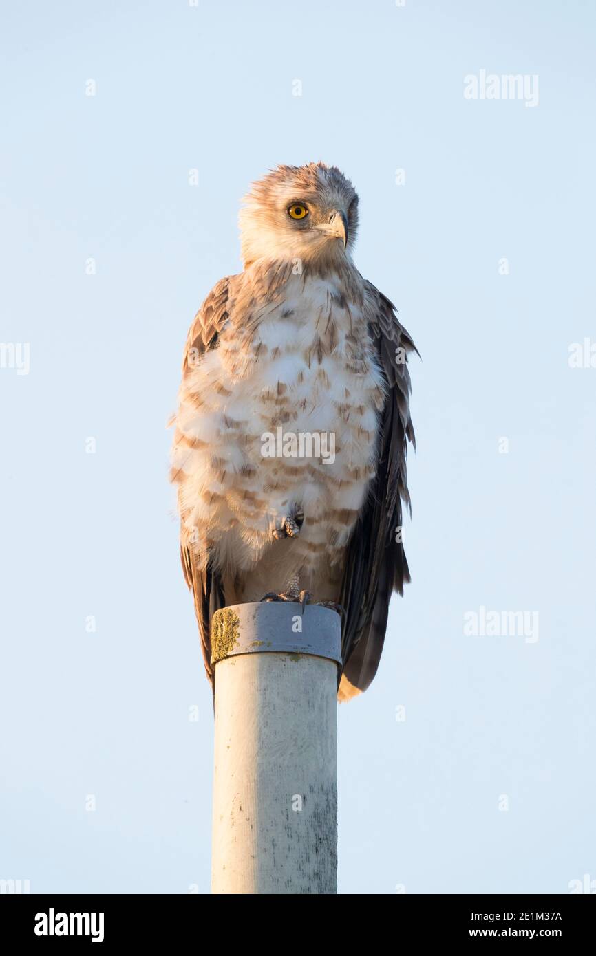 Short-toed Eagle (Circaetus gallicus), front view of a third calendar ...
