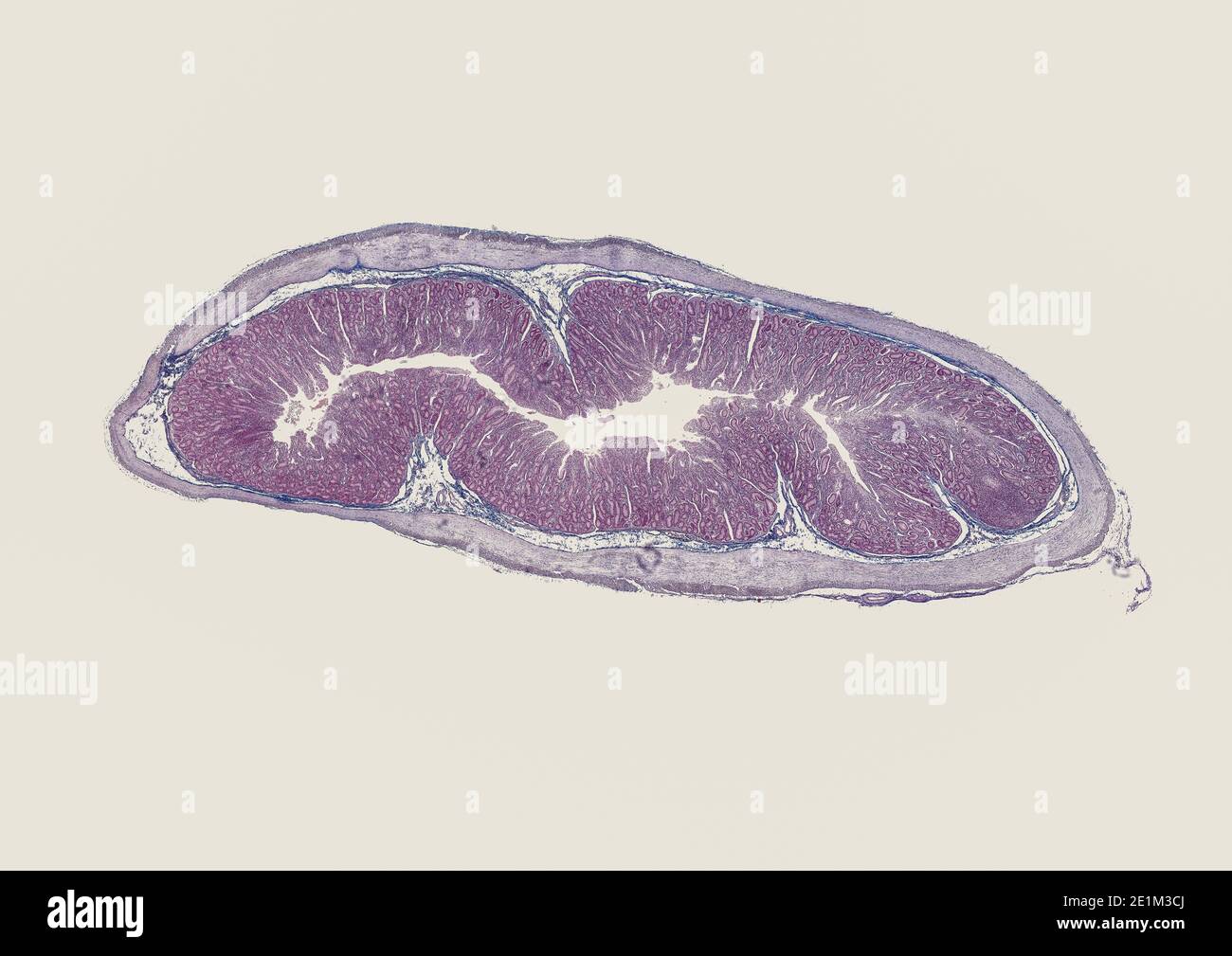 cross section cut of human body cells under a scientific microscope ...