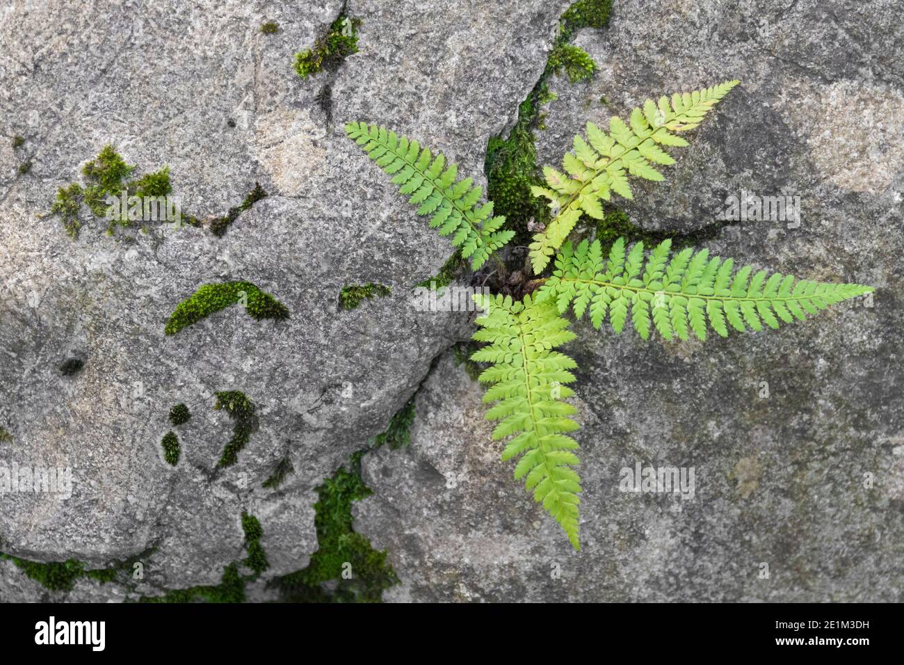 Plant growing from rock hi-res stock photography and images - Alamy