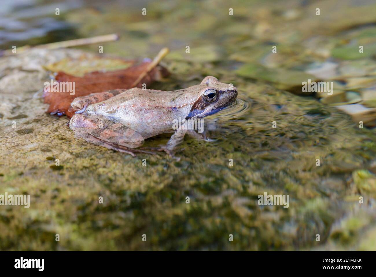 Italian Stream Frog (Rana italica), side view of an adult in the water ...