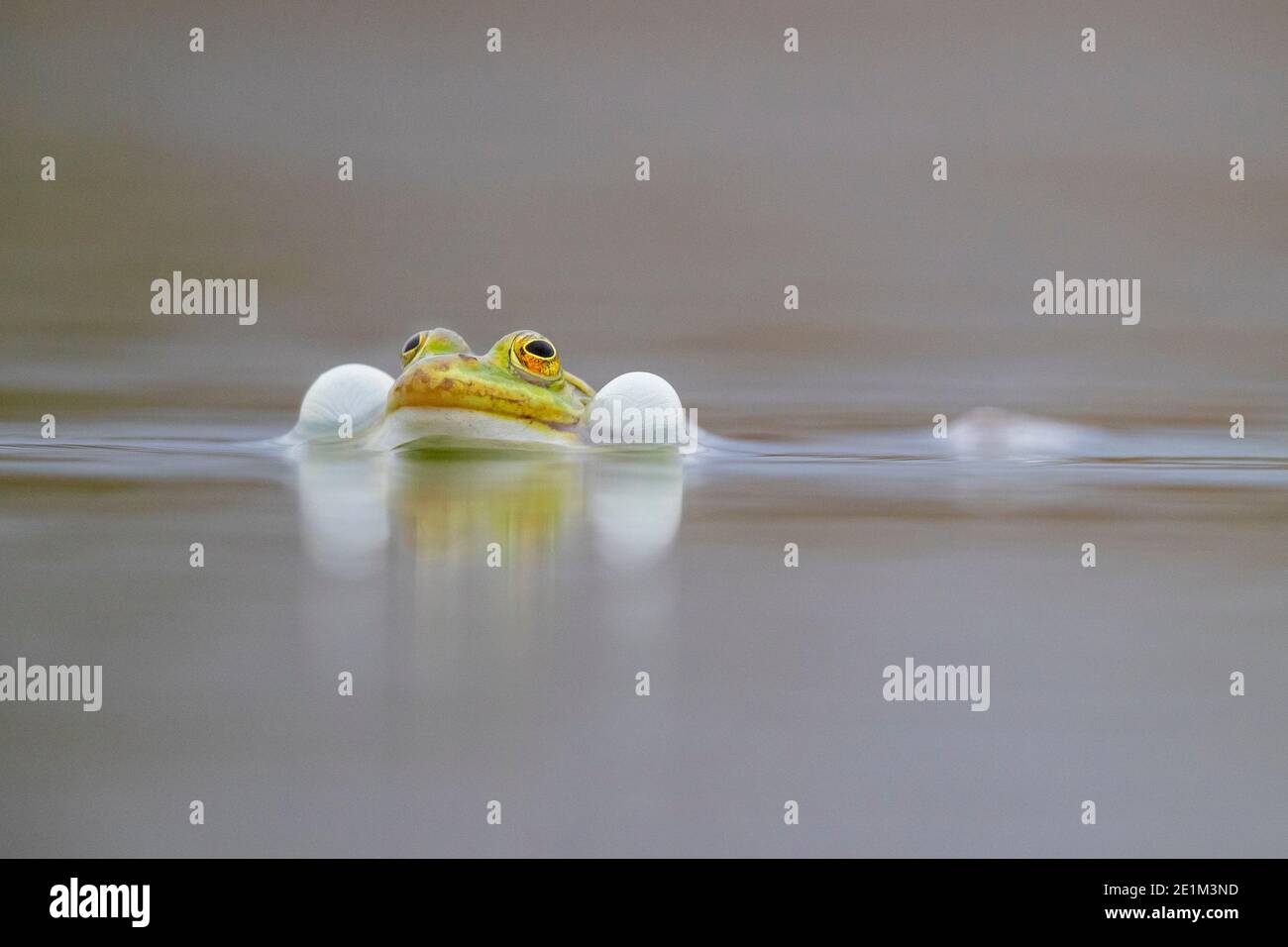 Italian Pool Frog (Pelophylax bergeri), adult male inflating its sacs ...